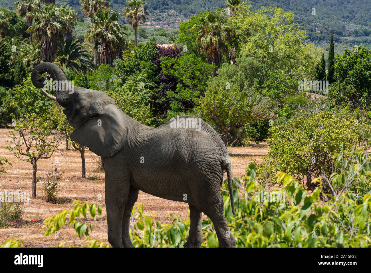 African Elephant Habitat