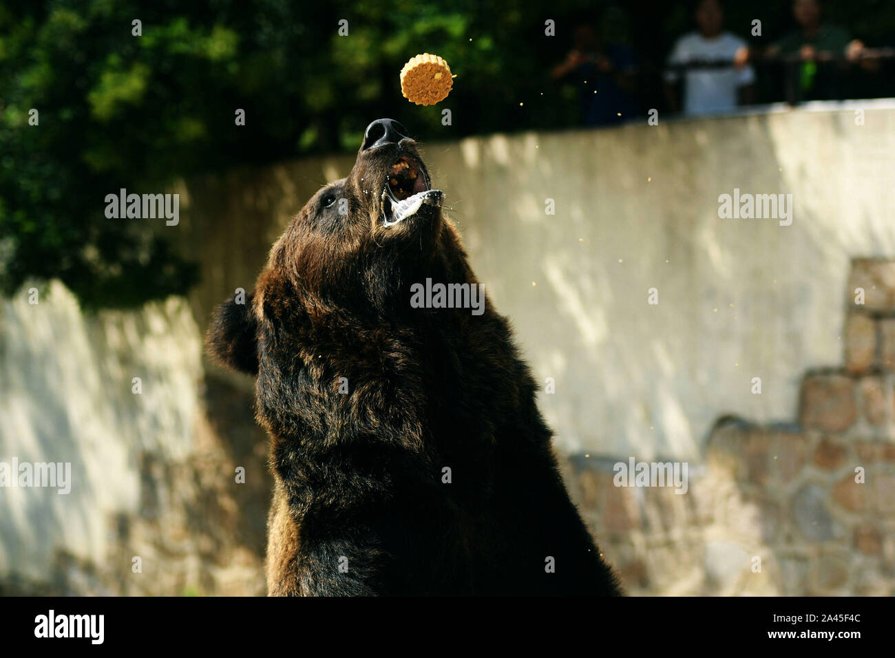 A brown bear eats a mooncake in Qingdao Forest Wildlife Park in Qingdao ...