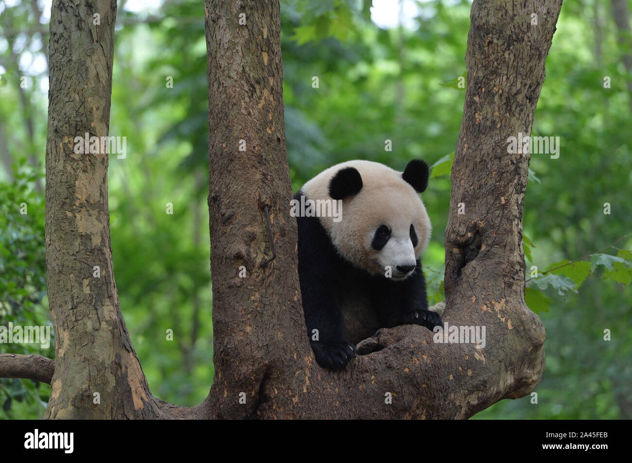 A giant panda rests on a tree branch at the Chengdu Research Base of ...