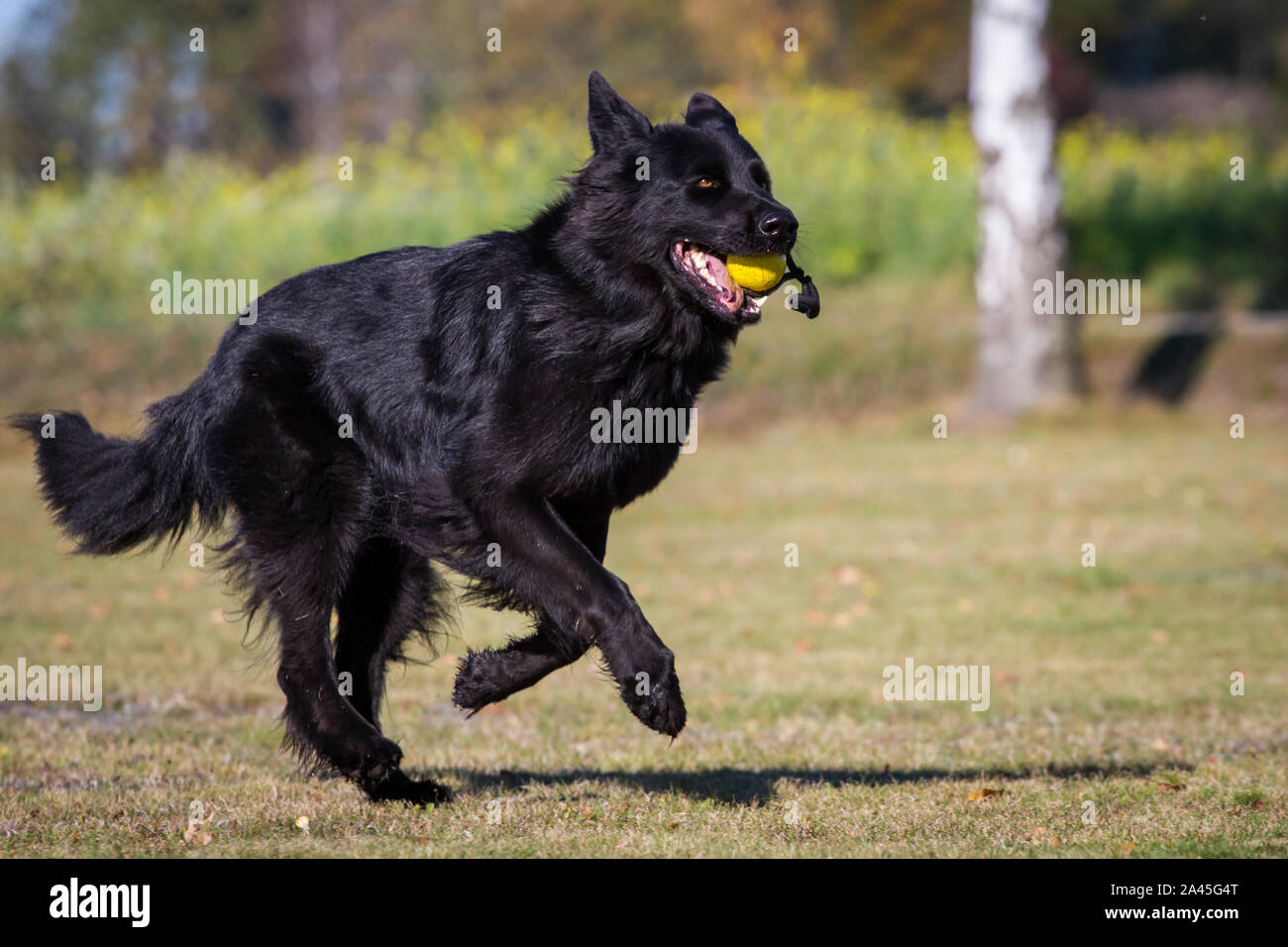 Black Old German Shepherd Dog female running and fetching a ball ...