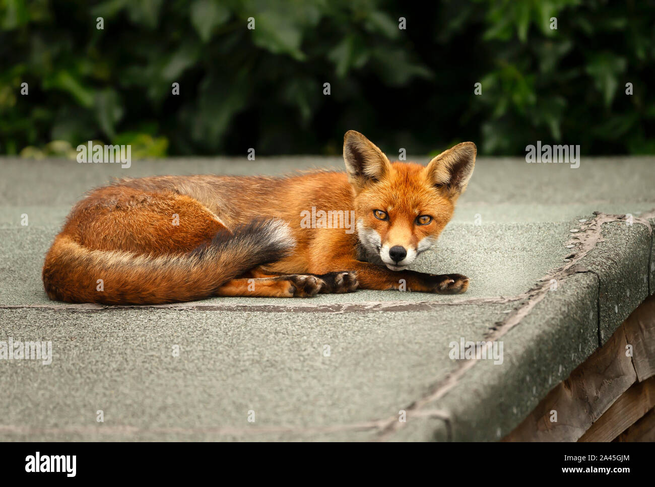 Close up of an urban red fox sleeping on the roof of a shed, UK Stock ...