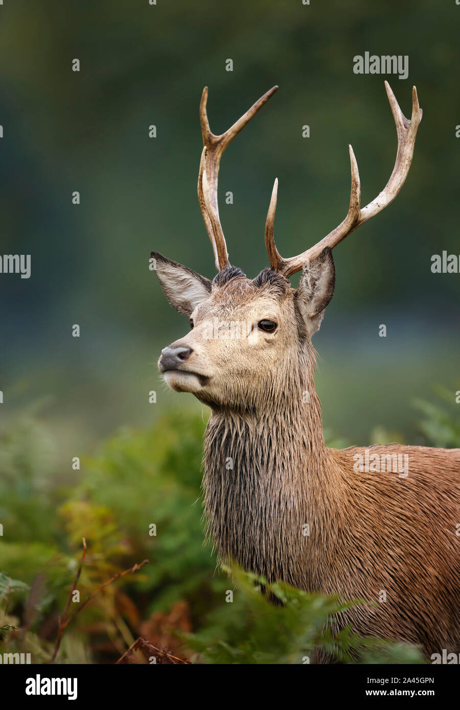 Young stag animal hi-res stock photography and images - Alamy