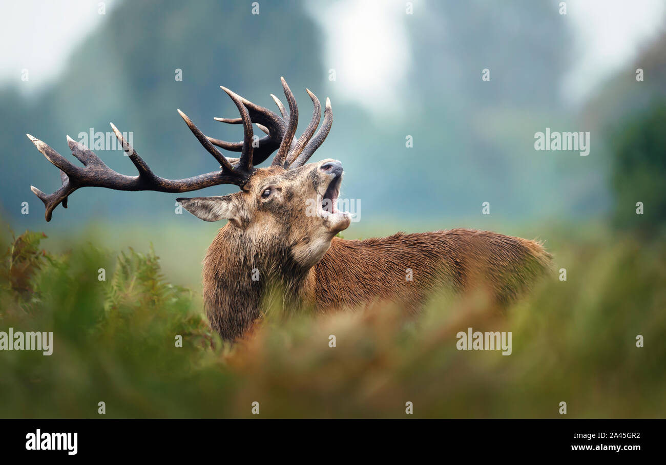 Close-up of red deer stag calling during rutting season in autumn Stock ...