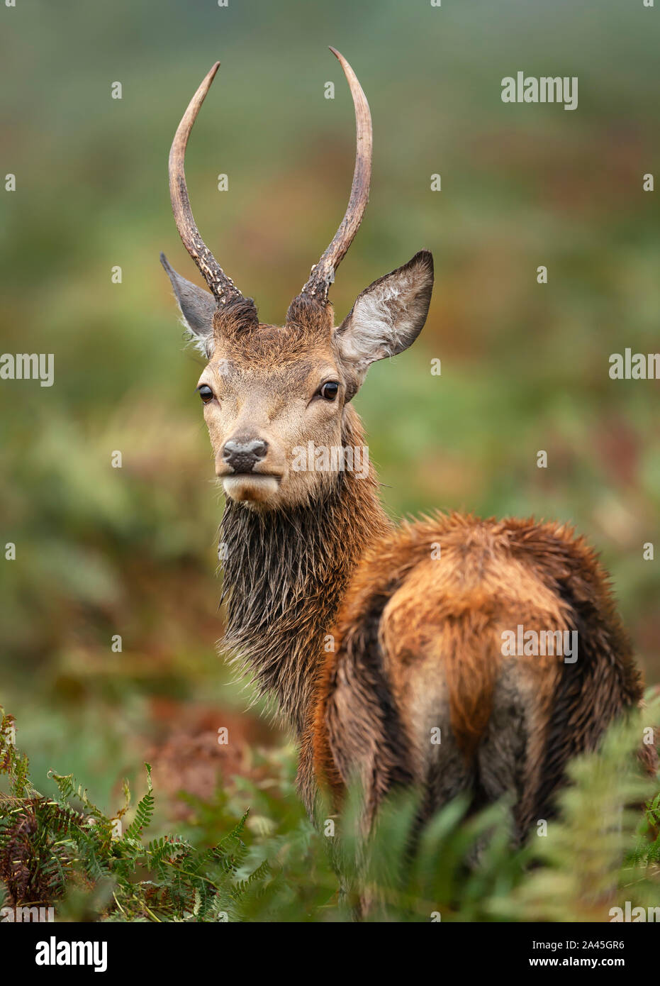 Young stag animal hi-res stock photography and images - Alamy
