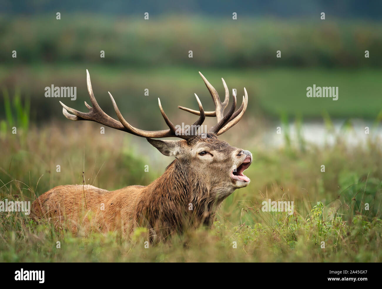 Close-up of red deer stag calling during rutting season in autumn Stock ...