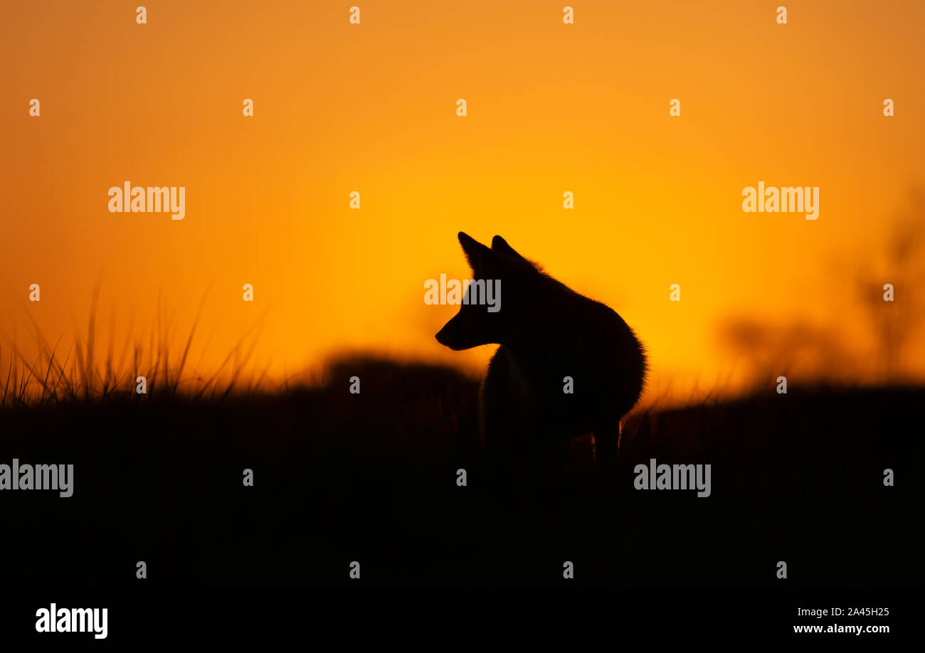 Silhouette of a Red fox (Vulpes Vulpes) at sunset Stock Photo - Alamy