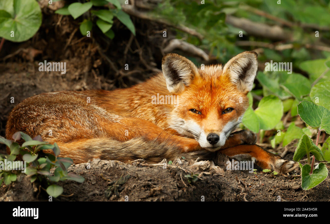Red fox laying hi-res stock photography and images - Alamy