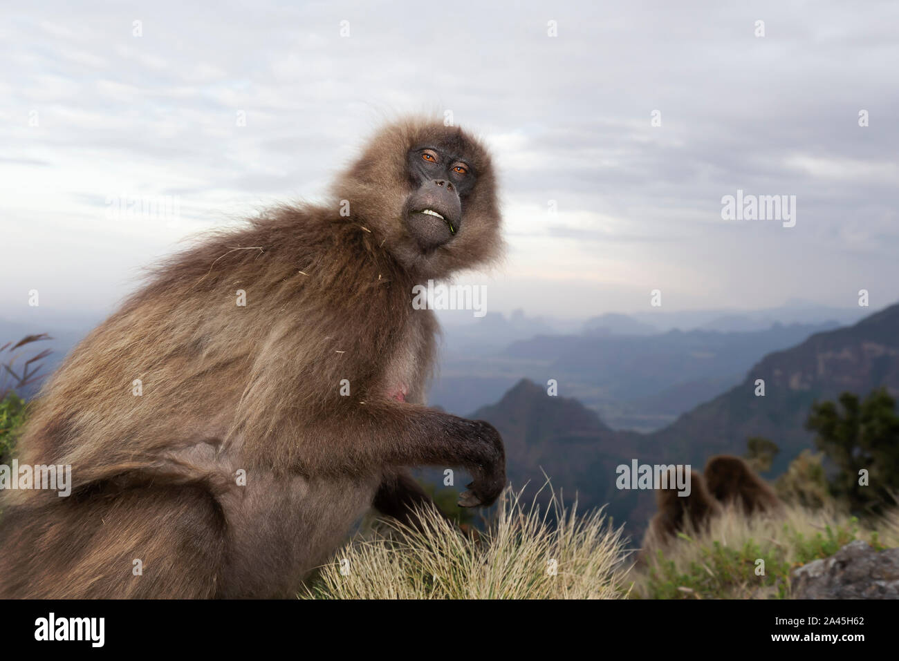Close up of a female Gelada monkey in Simien mountains, Ethiopia Stock ...
