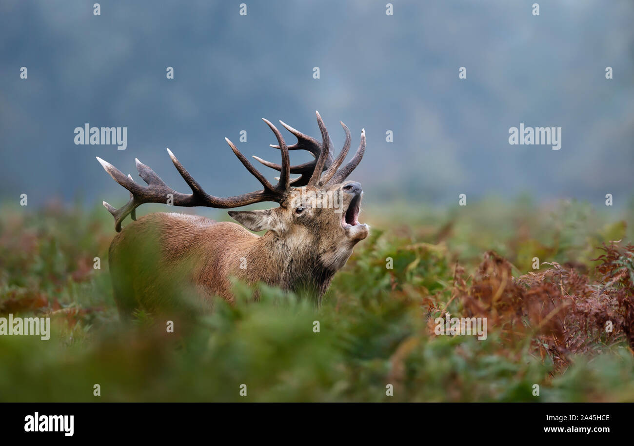 Close-up of red deer stag calling during rutting season in autumn Stock ...