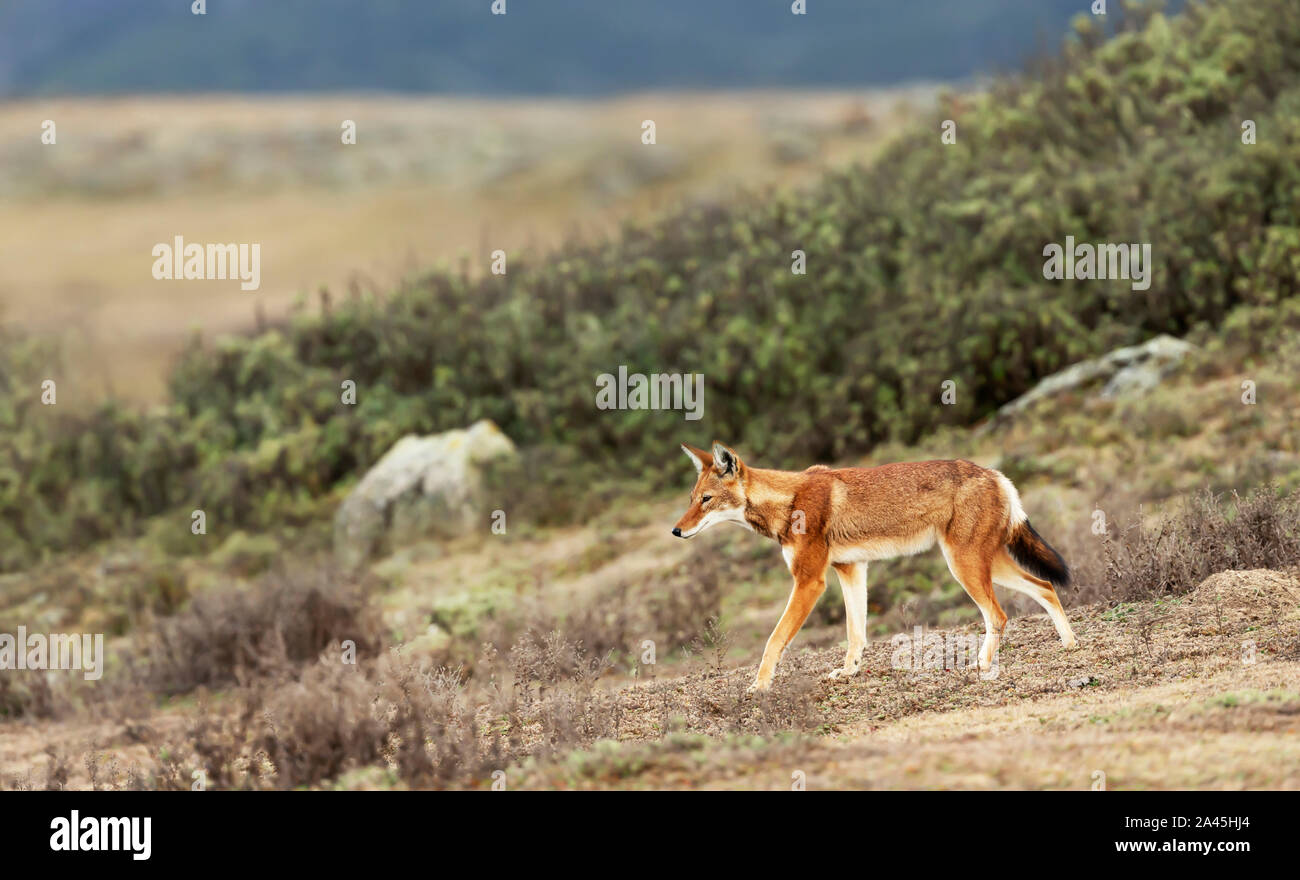 Close up of a rare and endangered Ethiopian wolf (Canis simensis) in ...
