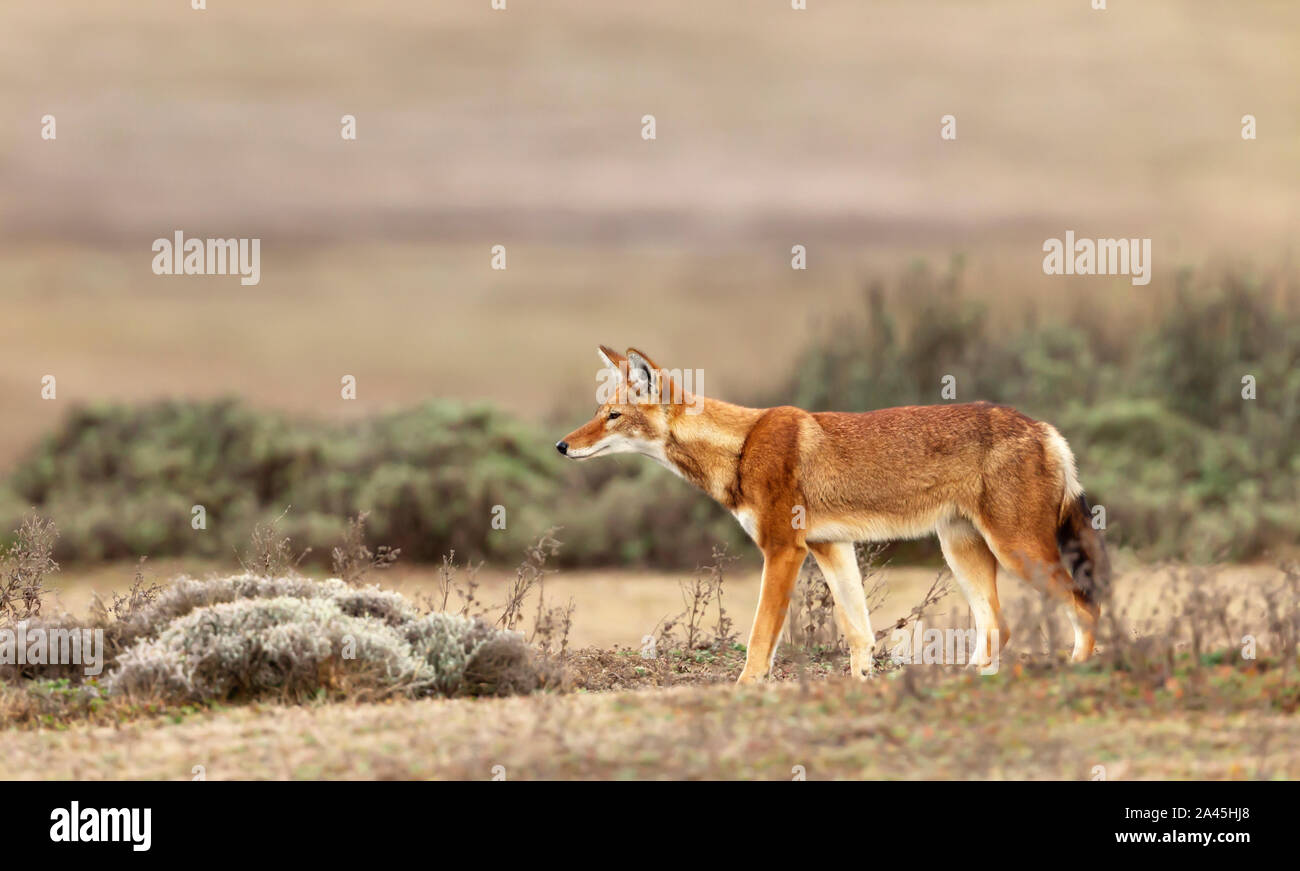 Close up of a rare and endangered Ethiopian wolf (Canis simensis) in ...