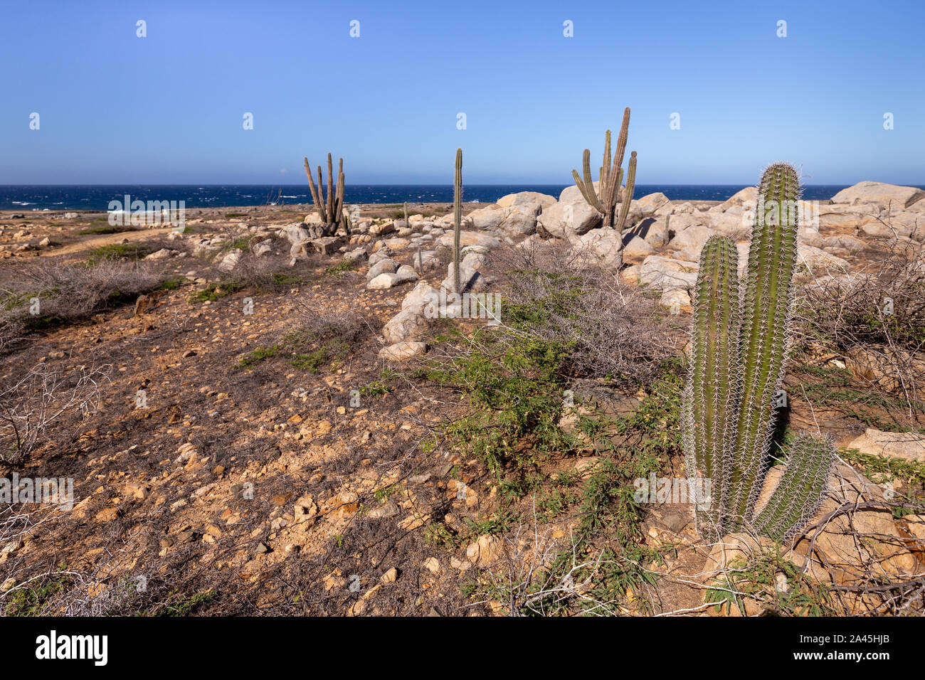Cacti on Aruba Stock Photo - Alamy