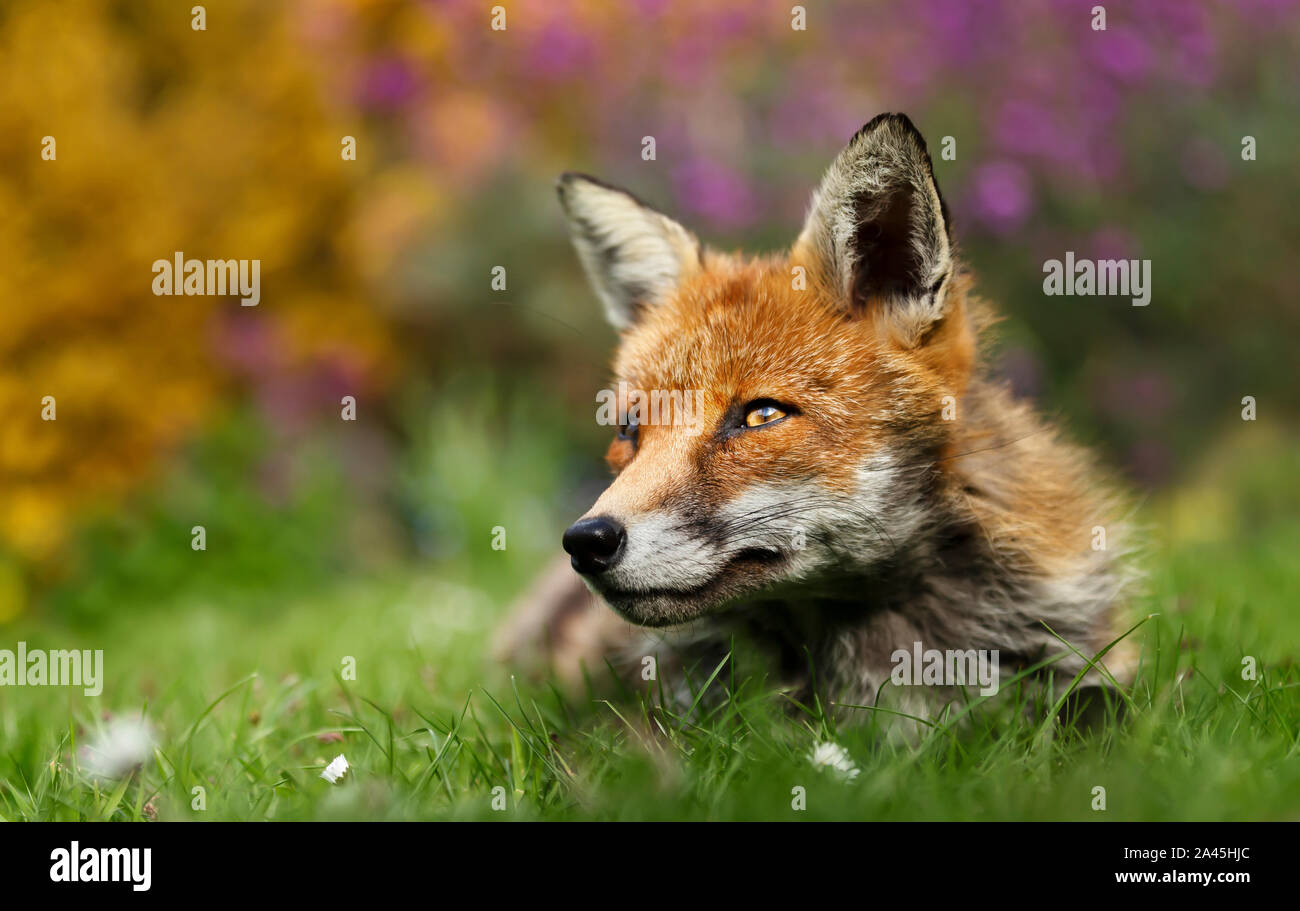 Close up of a red fox (Vulpes vulpes) in a garden with flowers, UK ...