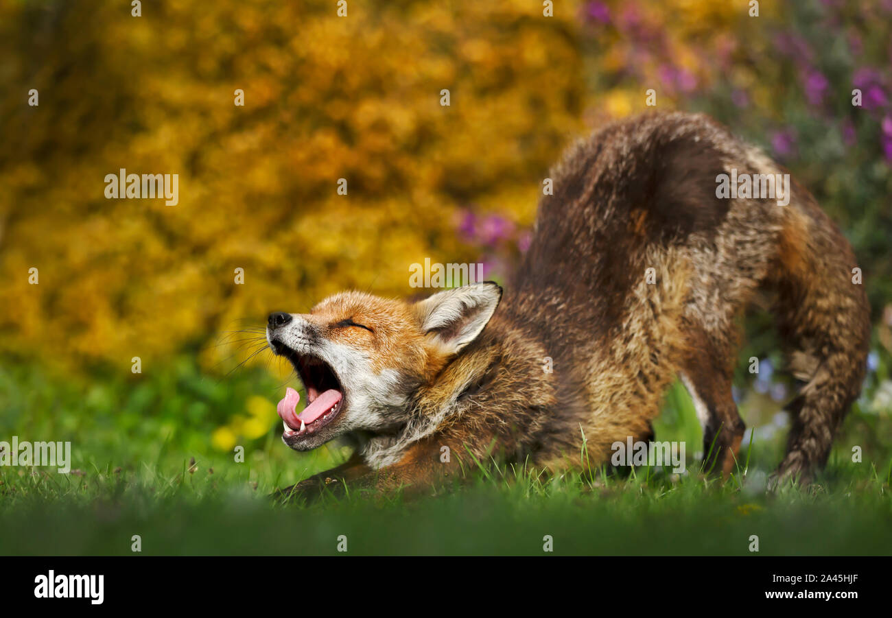 Red fox yawn nature hi-res stock photography and images - Alamy