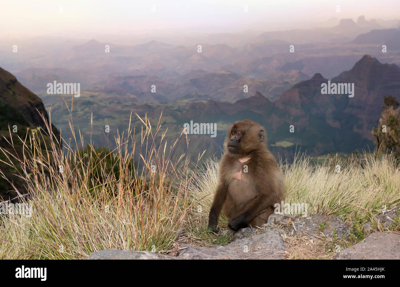 Ethiopian monkey hi-res stock photography and images - Alamy