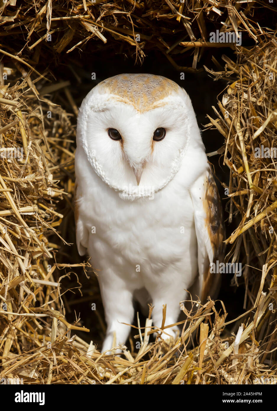 Barn owl sky uk hi-res stock photography and images - Alamy