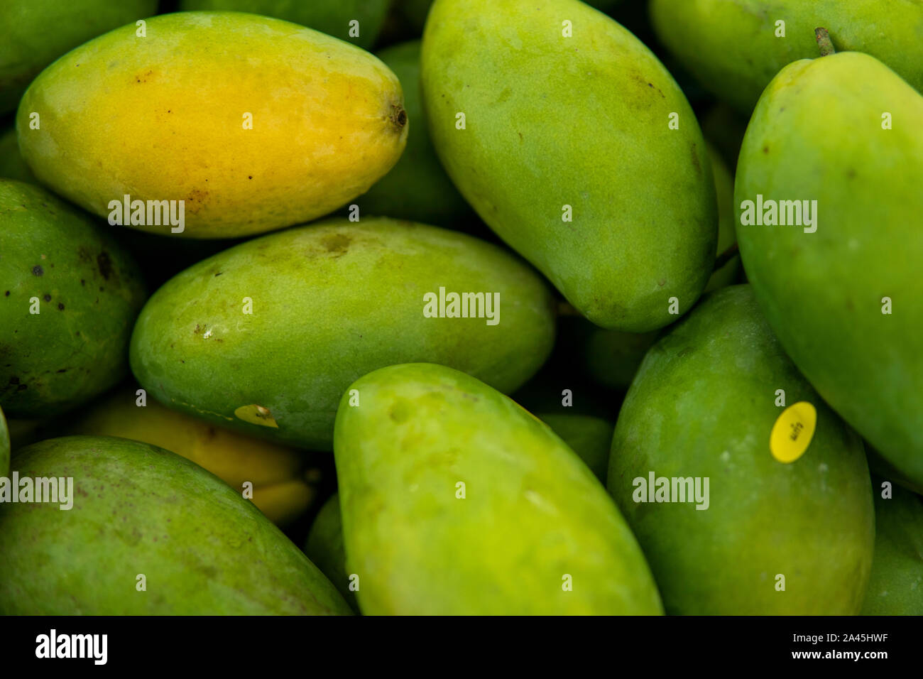 Texture of green juicy fresh mango fruit. Group of fresh green mango ...