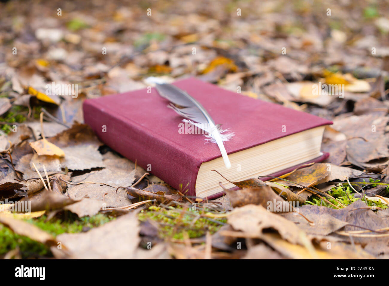 Bird book cover image hi-res stock photography and images - Alamy