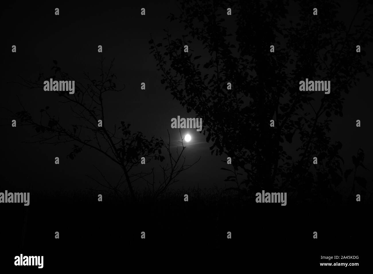Silhouette trees moon night branch Black and White Stock Photos ...