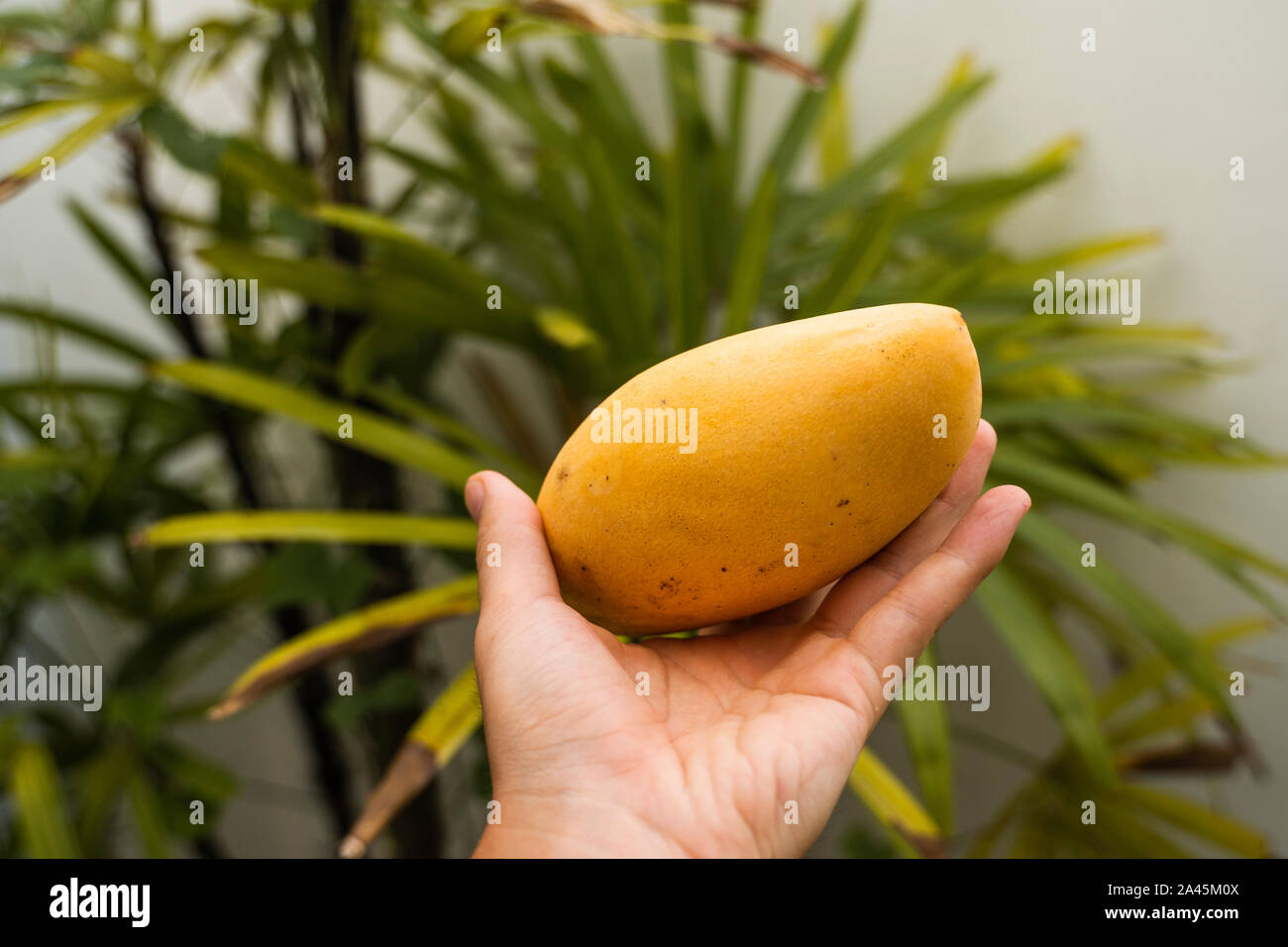 Mens hand holding a fresh and ripe mango fruit with a palm tree on ...