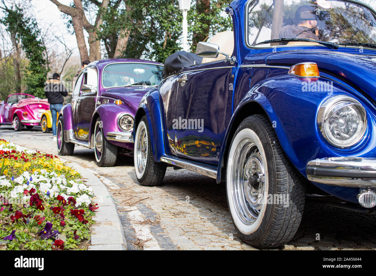 Navy classic car and purple classic car behind, old time cars Stock ...