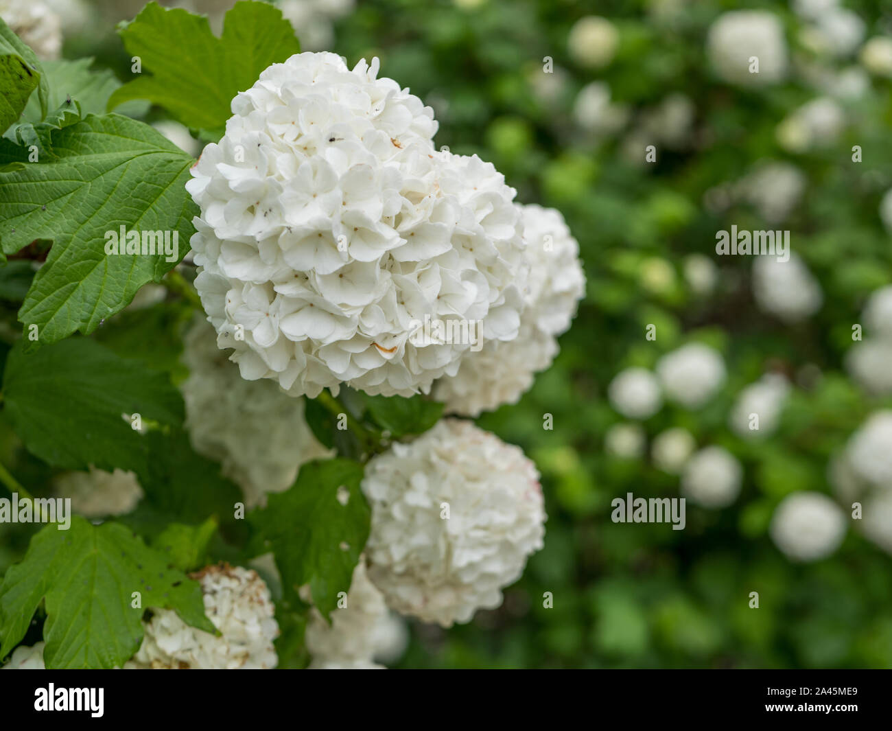 Common snowball (Viburnum opulus) Flower Stock Photo - Alamy