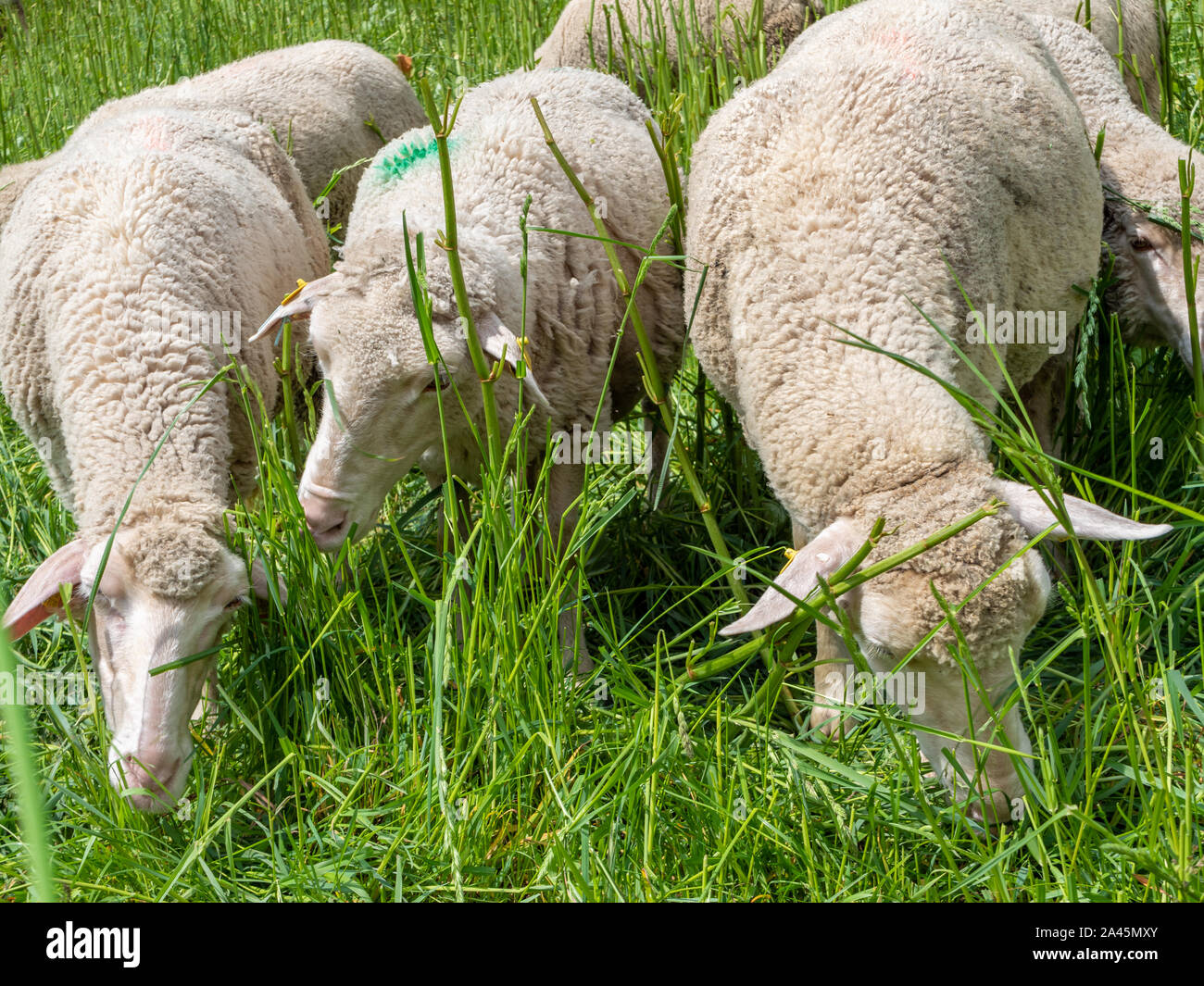 The wolves and the lamb hi-res stock photography and images - Alamy
