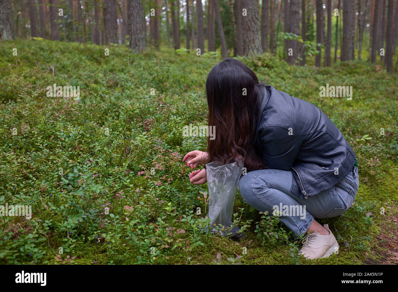 Woman gathering berries hi-res stock photography and images - Alamy