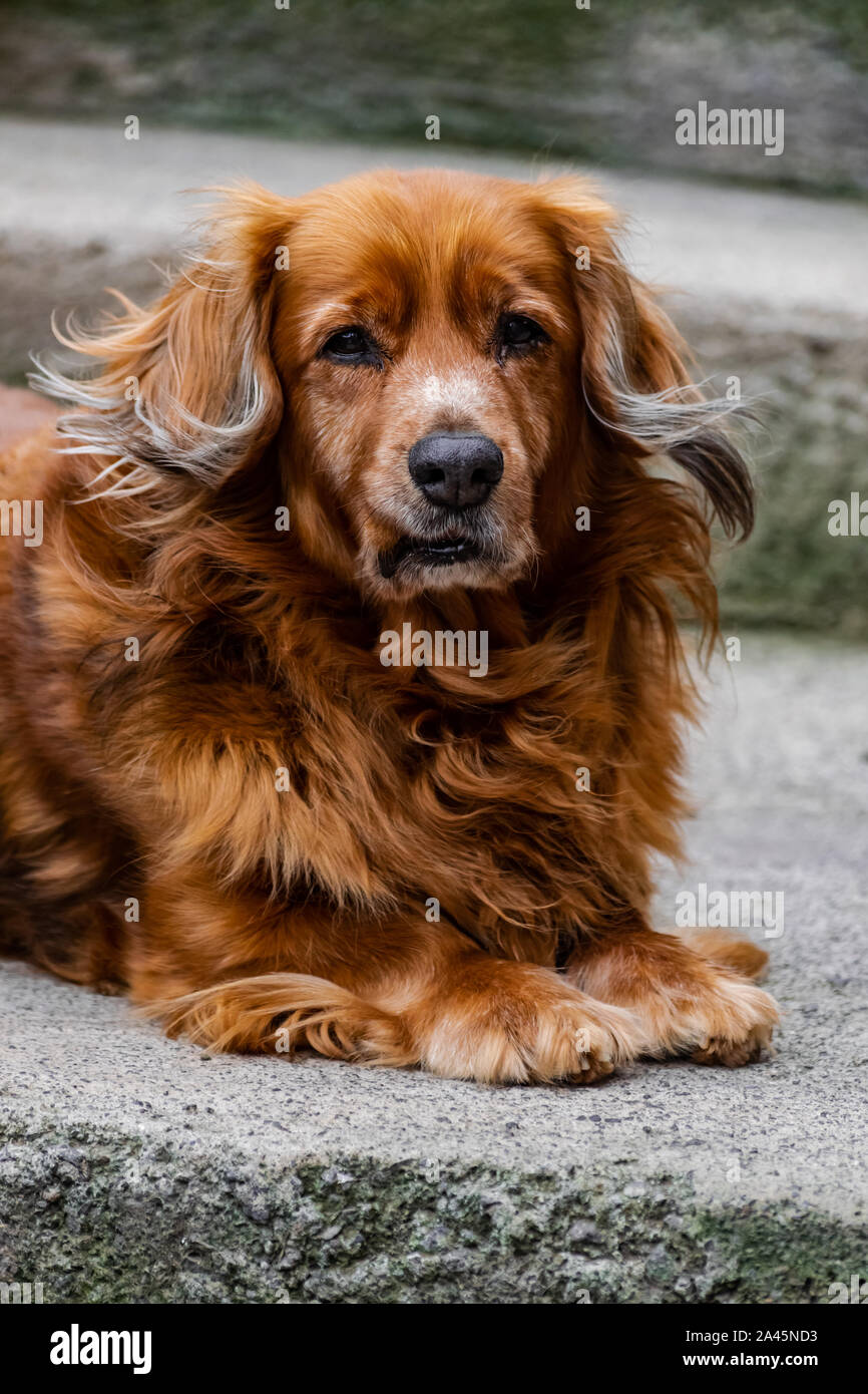 Adorable brown medium size dog, sitting and looking at you Stock Photo ...