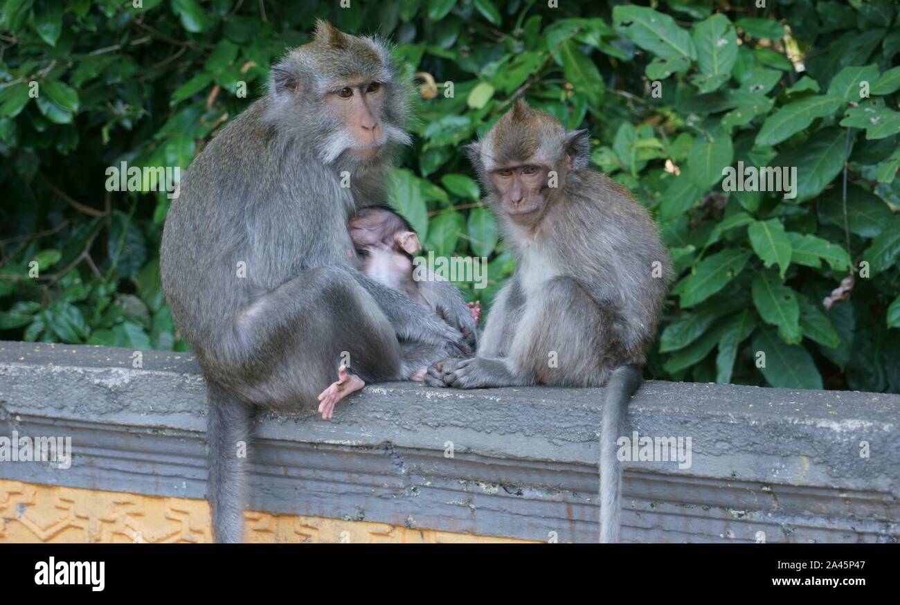 family photo of monkey Stock Photo - Alamy