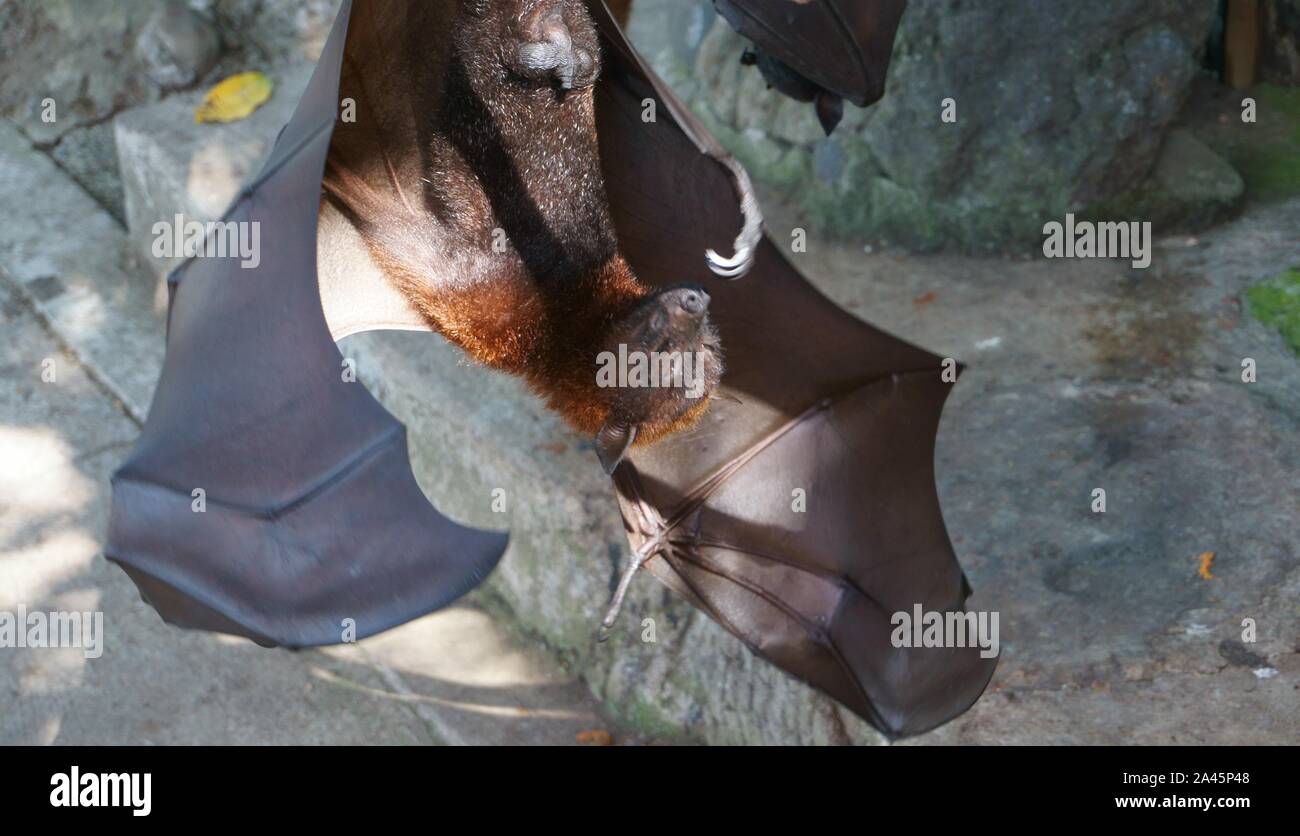 bat resting on a branch Stock Photo - Alamy
