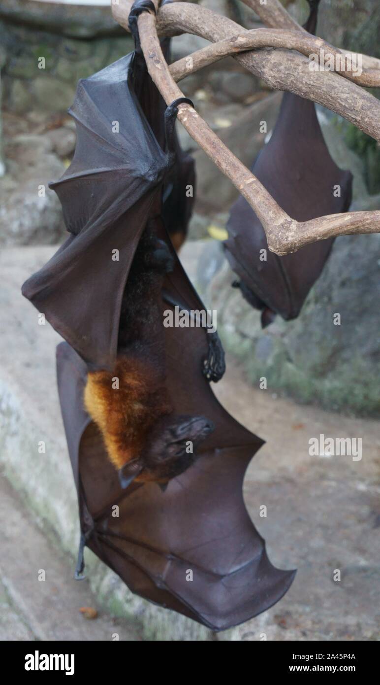 Bat resting hi-res stock photography and images - Alamy