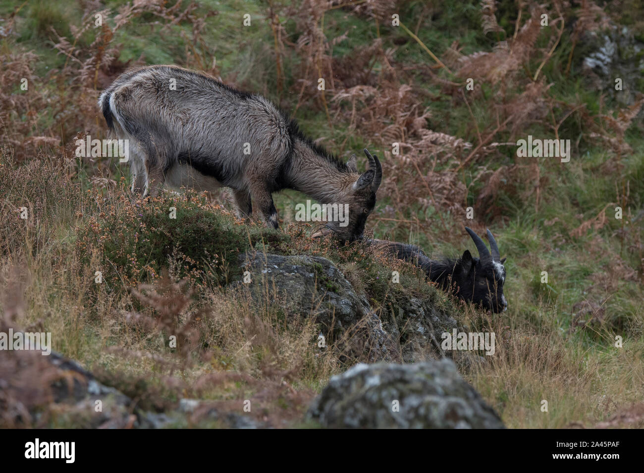 Feral goats in the Forestry Commission Wild Goat Park, New Galloway ...