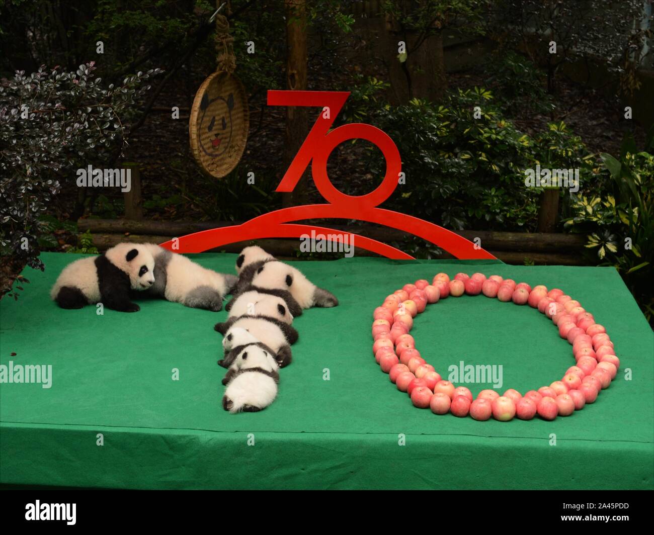 The pandas are lined up as a "7" to mark the 70th anniversary of the ...
