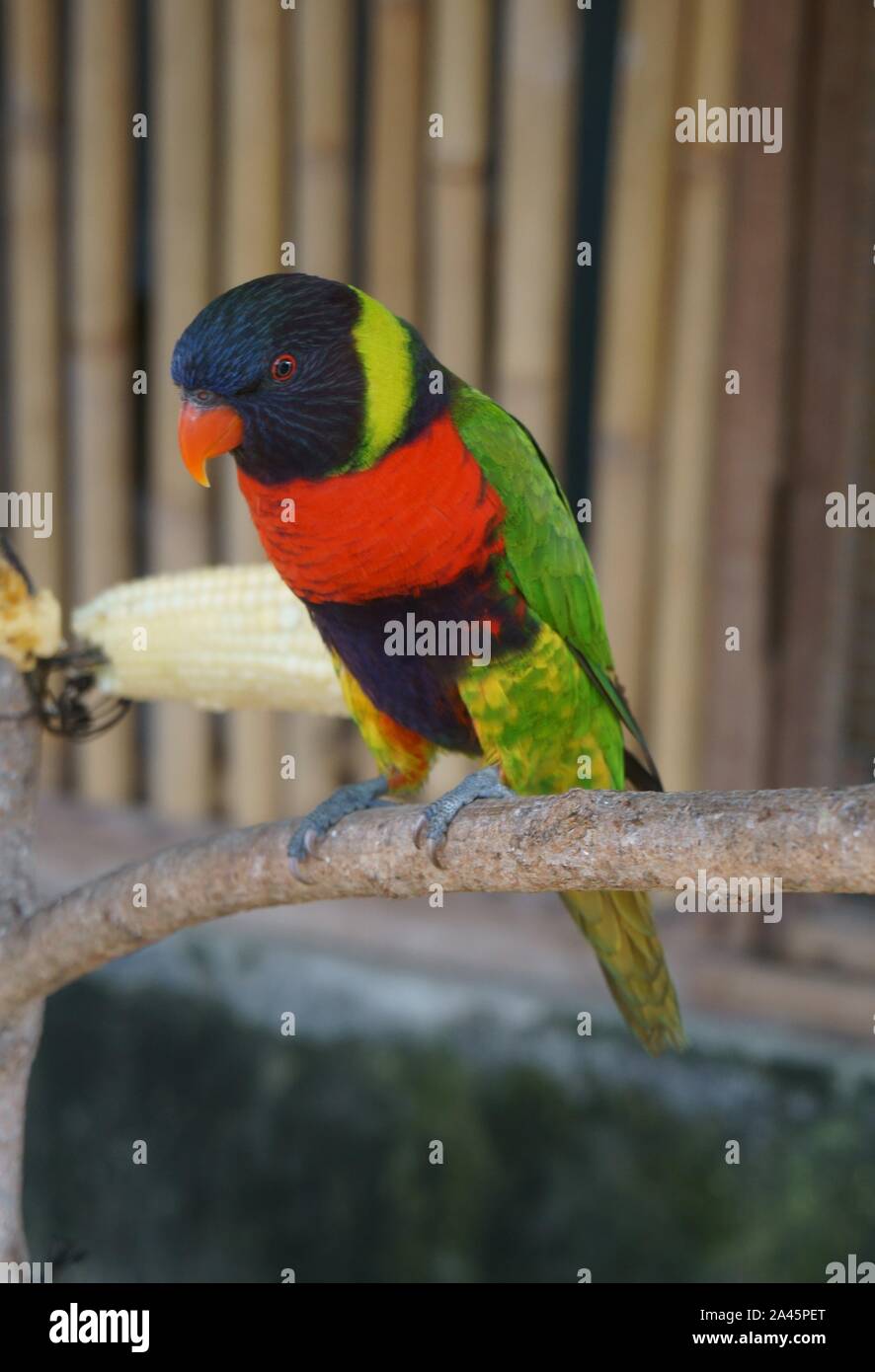colorful parrot resting on a branch Stock Photo - Alamy