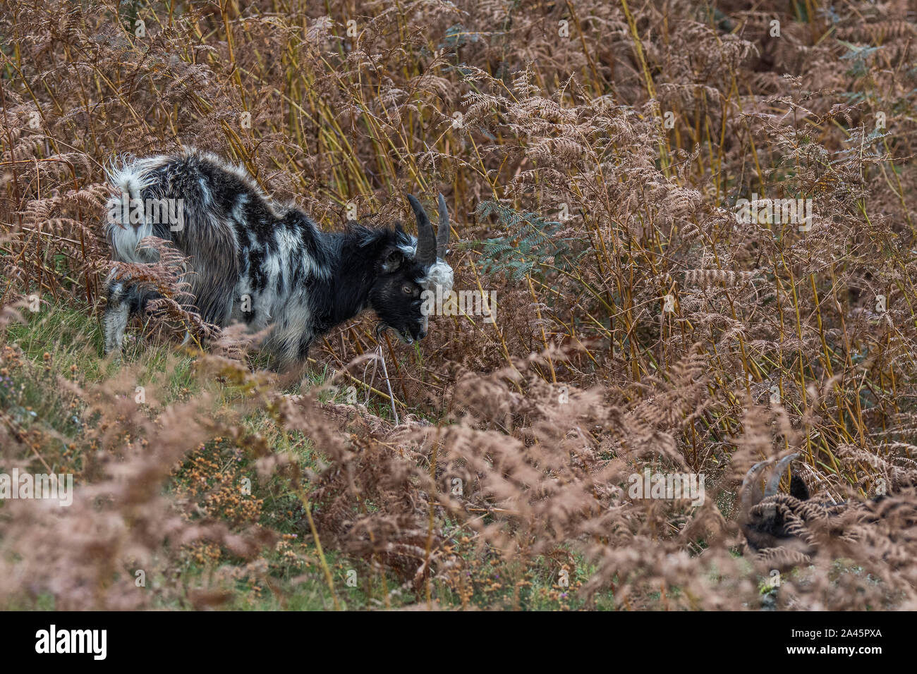 Galloway Forest Park And Goat High Resolution Stock Photography and ...