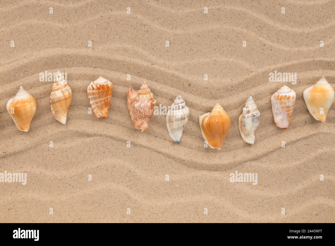 Line made of seashells lying zigzag on the dunes. Top view. Copy space ...