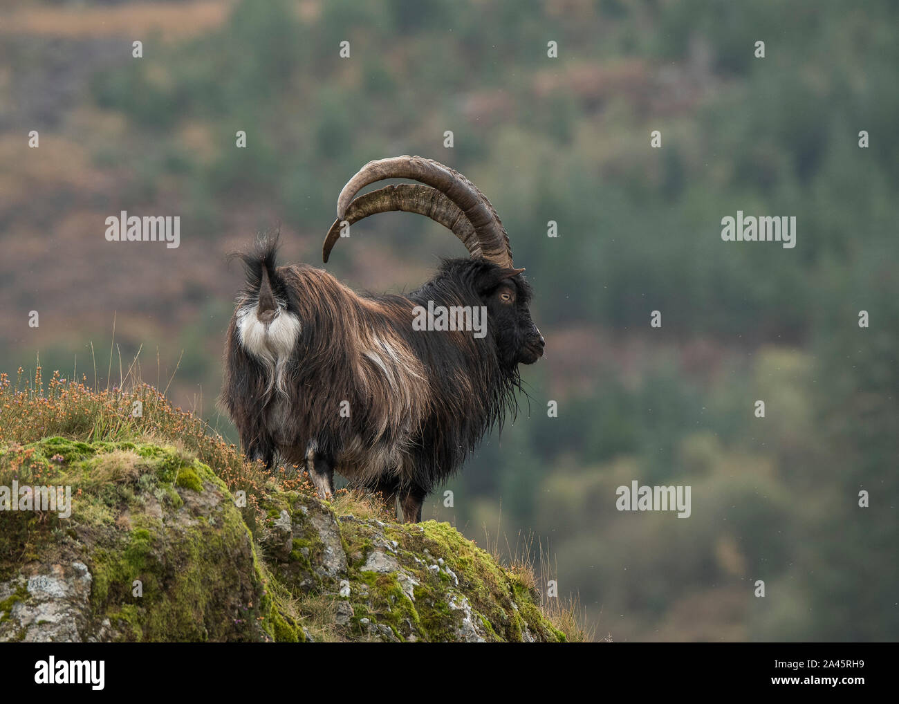 Feral goats in the Forestry Commission Wild Goat Park, New Galloway ...