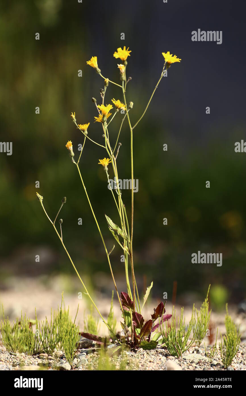 The spotted hawkweed seen from the side with dark background Stock ...