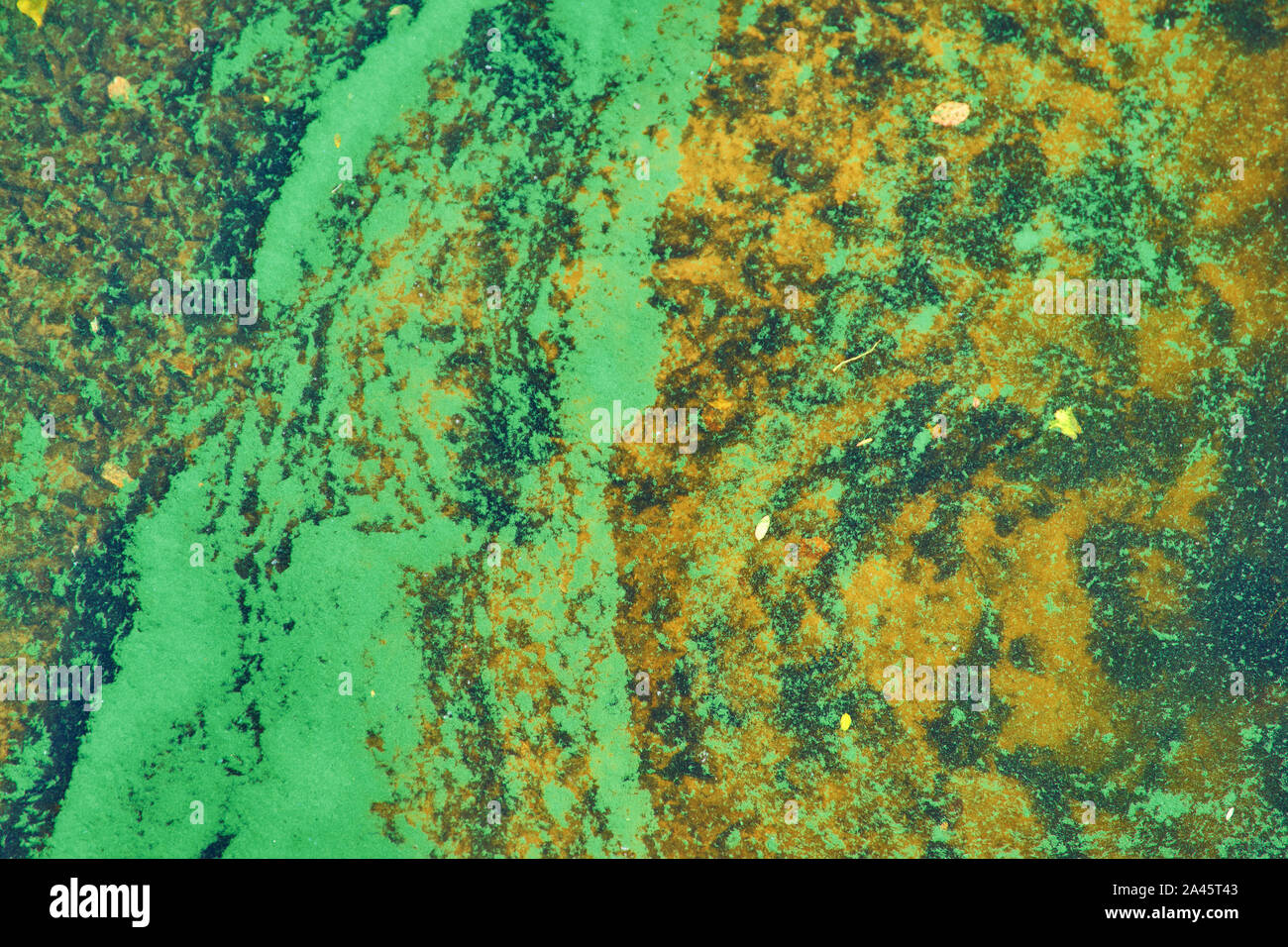 green algae on the surface of the water. flowering water as background ...