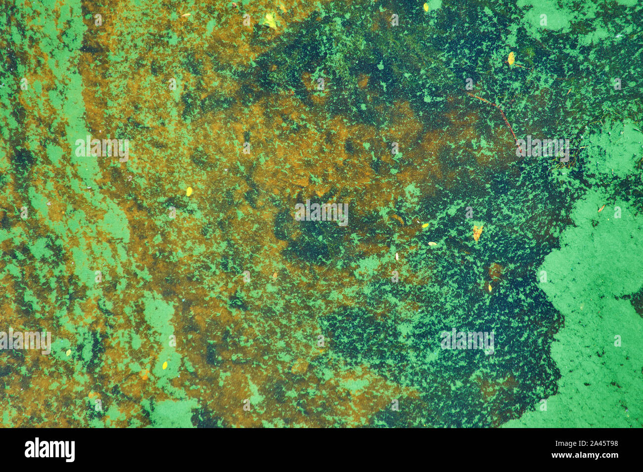 green algae on the surface of the water. flowering water as background ...