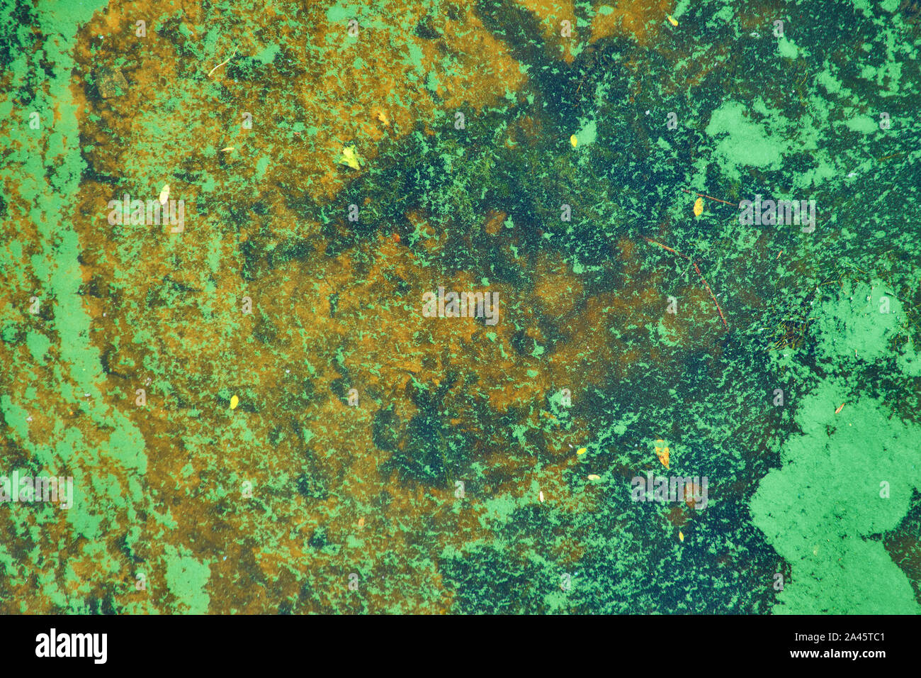 green algae on the surface of the water. flowering water as background ...