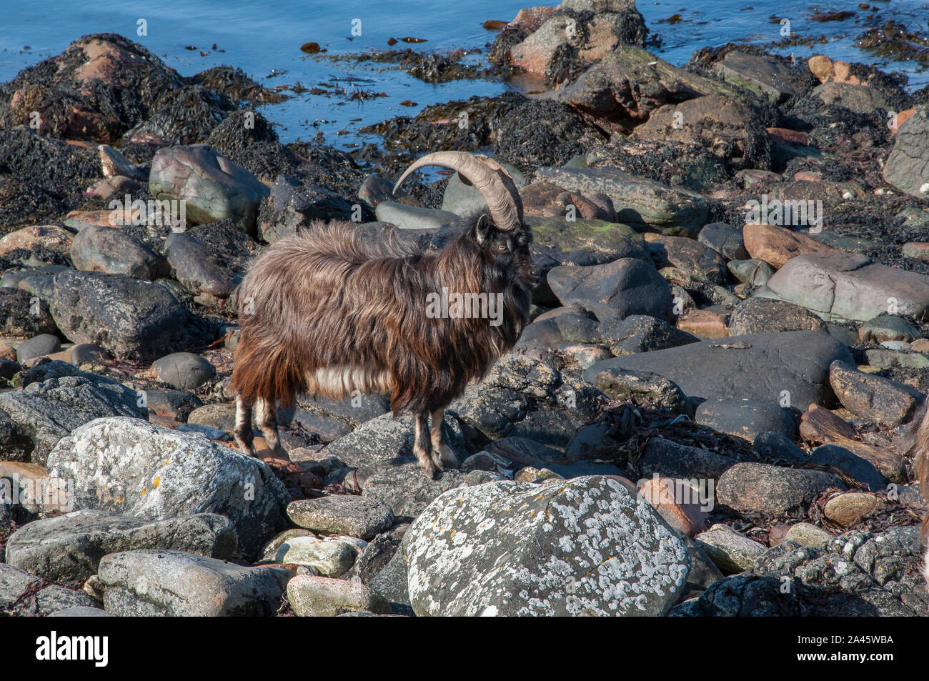 Feral goat (Capra Domestic) feeding along the shore, Carraig Fhada ...