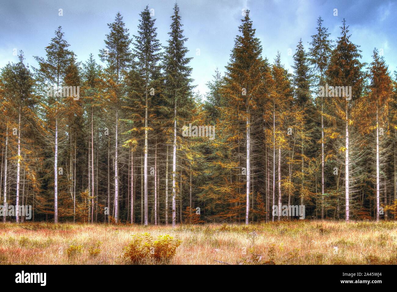 Autmun Forest High Resolution Stock Photography and Images - Alamy