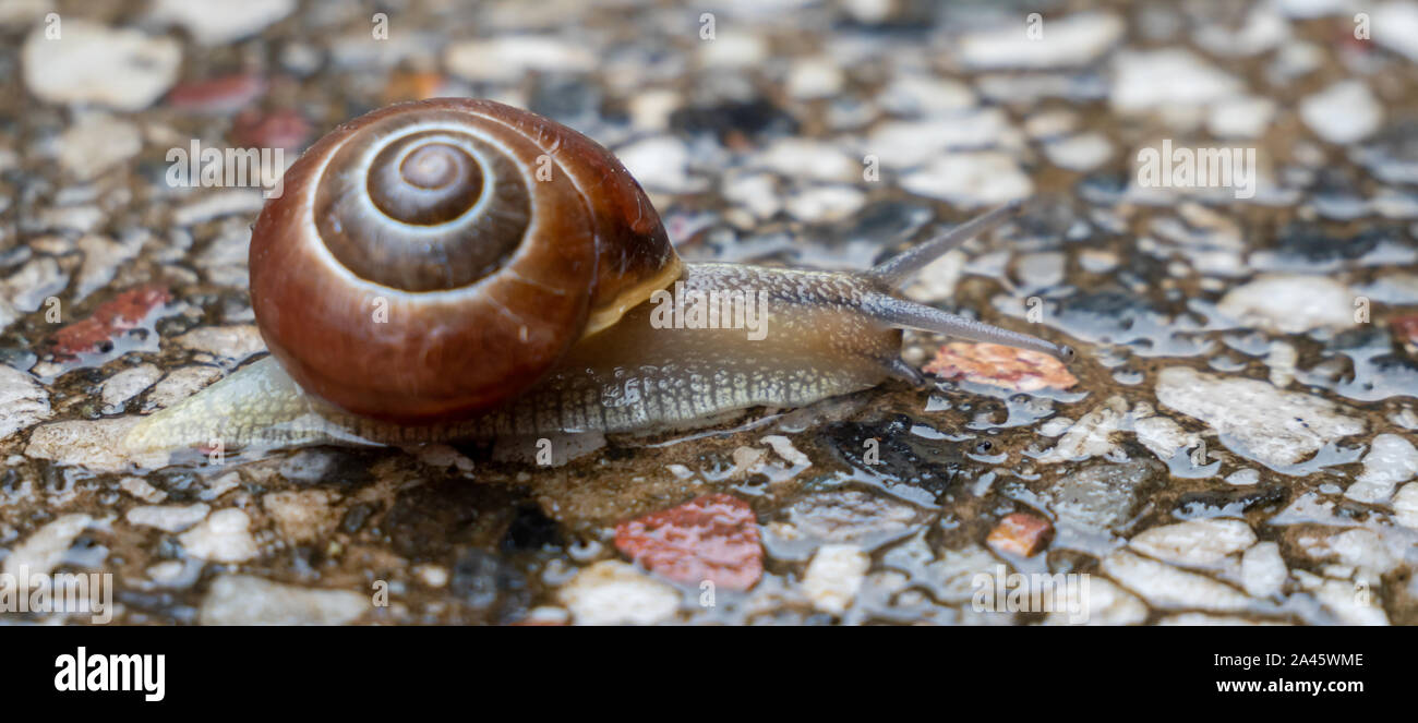 Panorama snail in the rain Stock Photo - Alamy