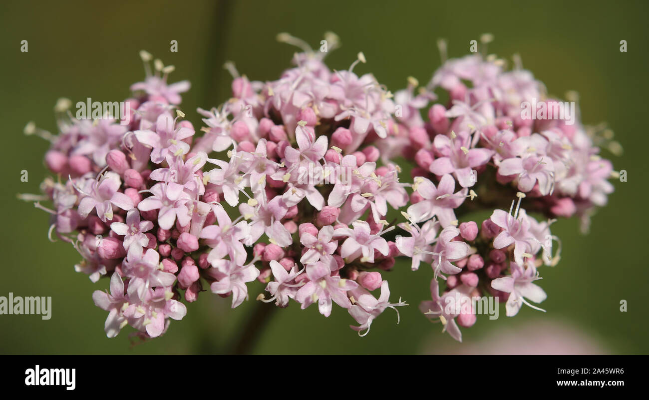 Pink flowers of valerian (Valeriana officinalis) plant Stock Photo - Alamy
