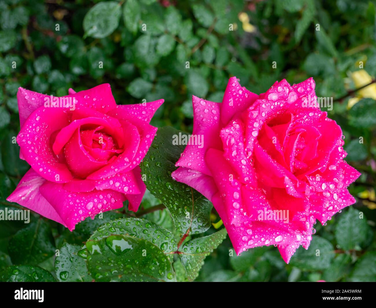 Pink rose with raindrops in the garden Stock Photo - Alamy