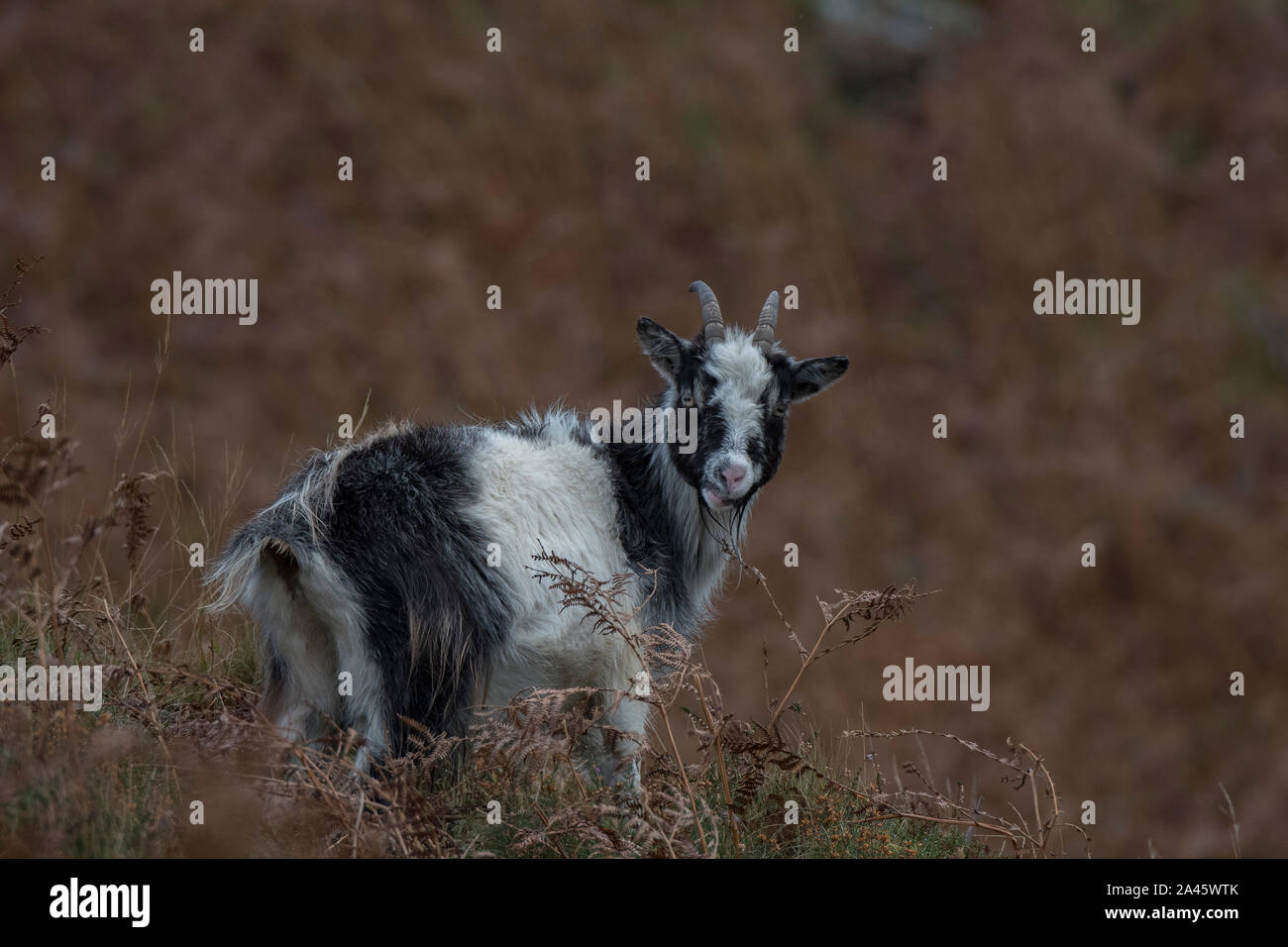 Feral goats in the Forestry Commission Wild Goat Park, New Galloway ...