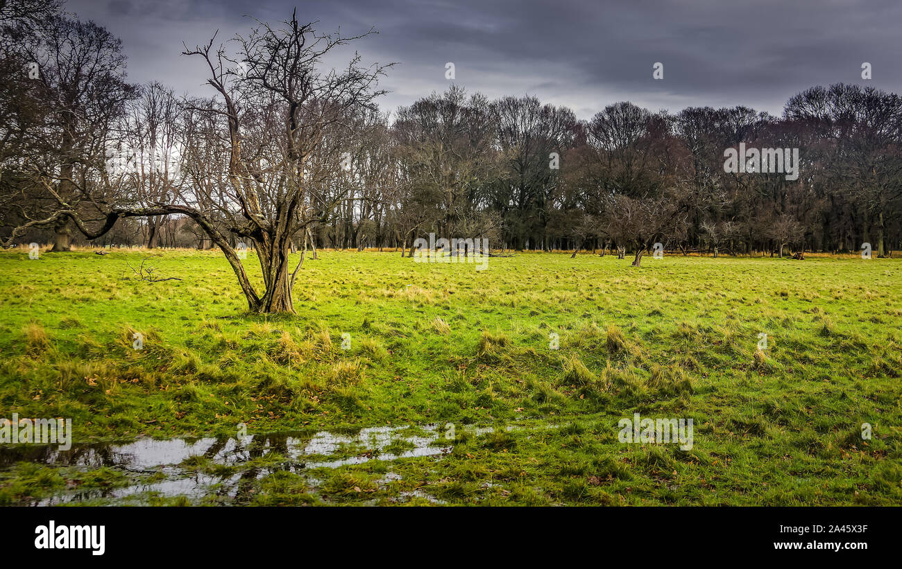 Twisted, lopsided tree on the wet grassland with puddle on dark forest ...
