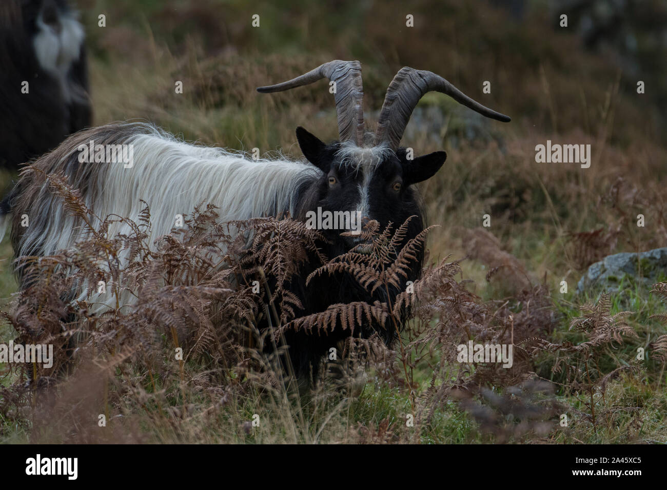 Feral goats in the Forestry Commission Wild Goat Park, New Galloway ...